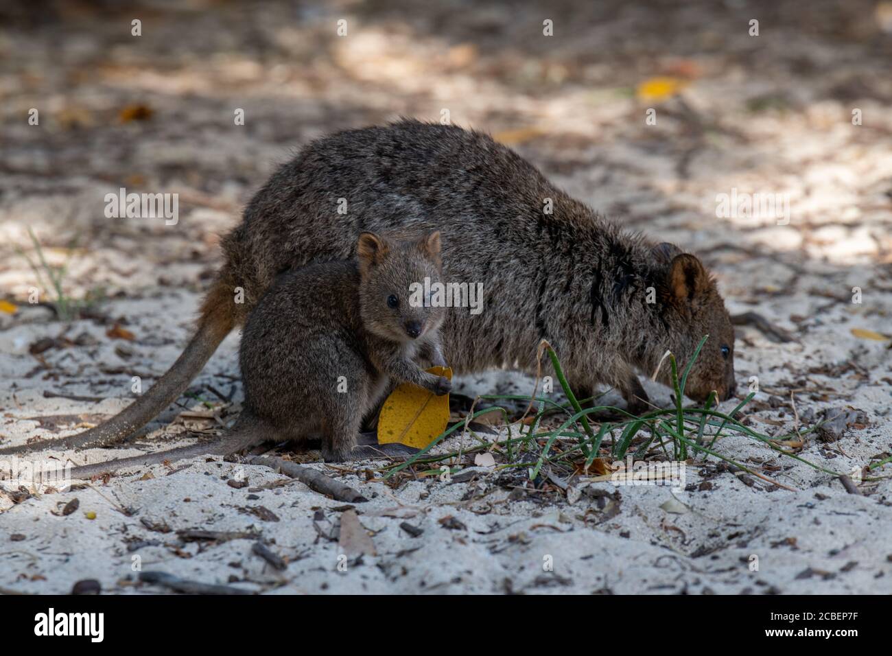 Pademelons High Resolution Stock Photography and Images - Alamy