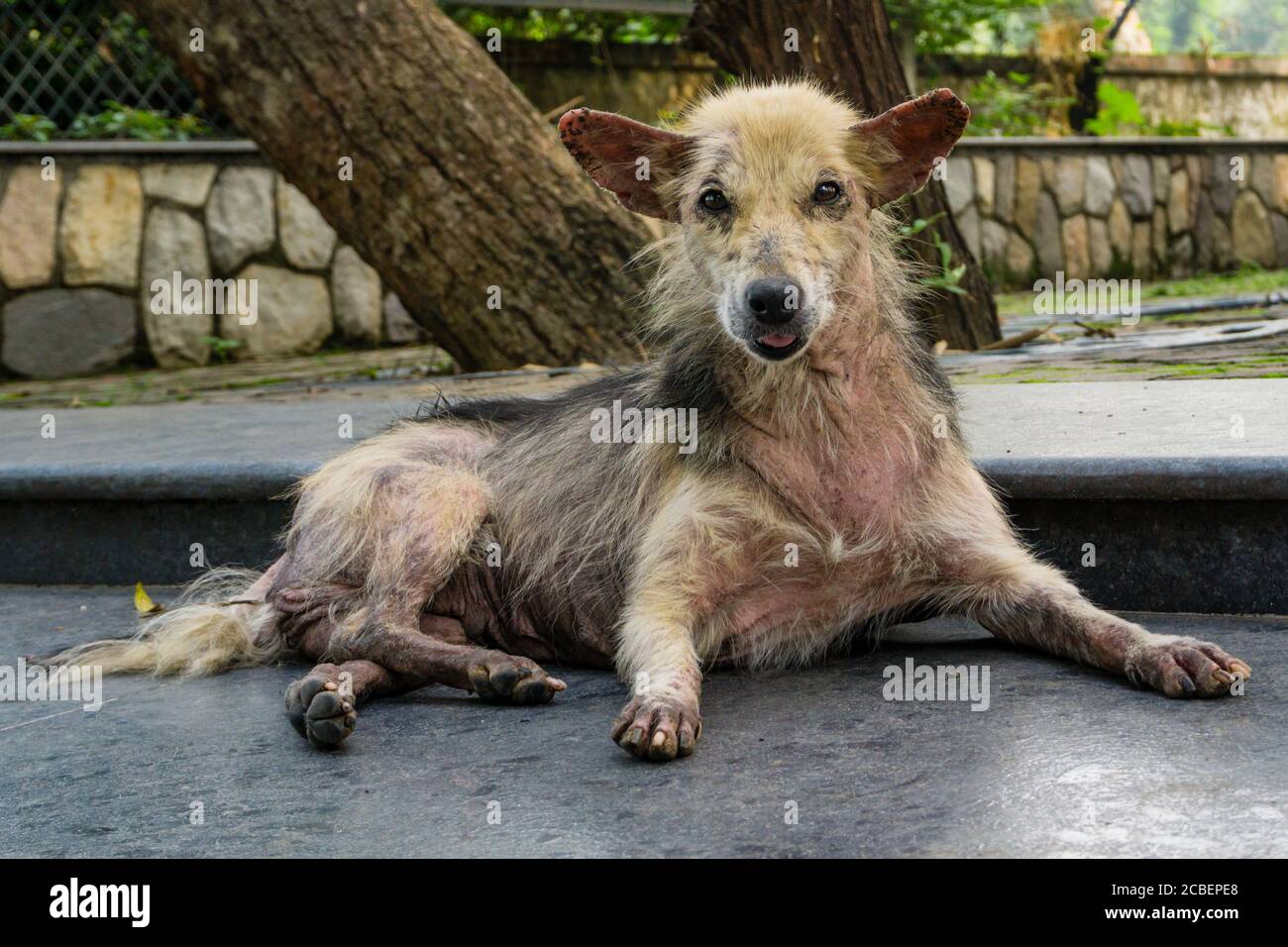 A close up shot of a dog with Pruritus. A dog with pruritus will ...