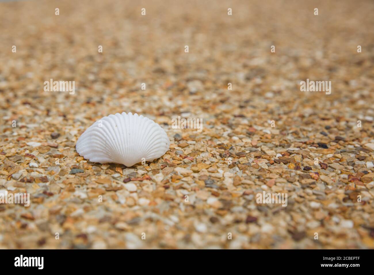 Sea shells on background of small pebbles Stock Photo - Alamy
