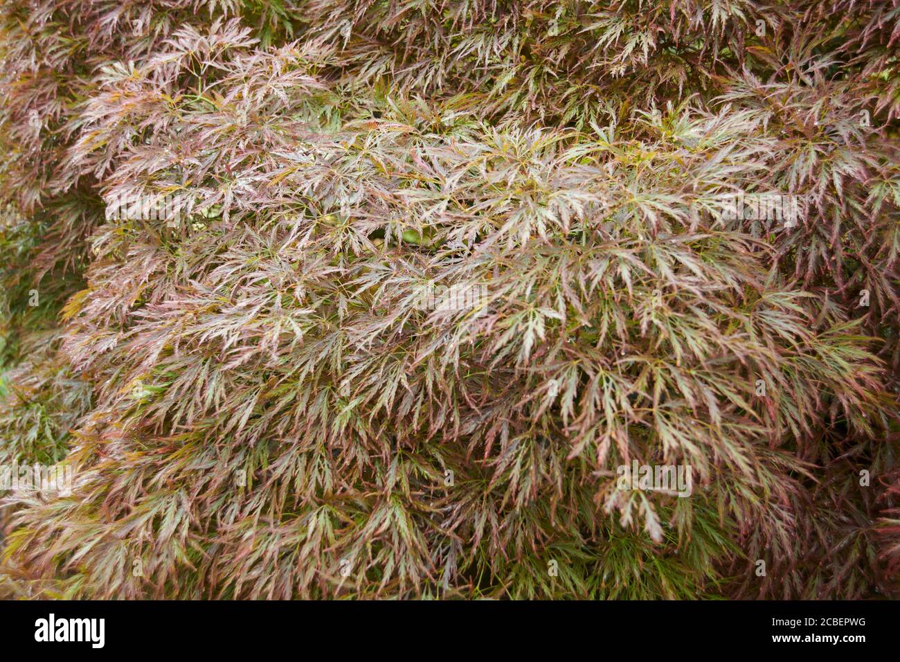 Acer palmatum atropurpureum, or Japanese maple Stock Photo - Alamy
