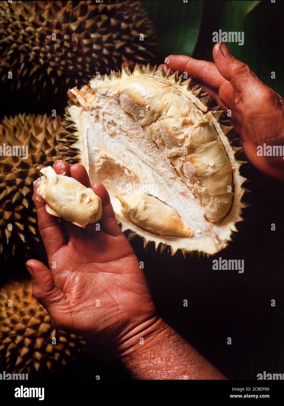 Durian fruit, split open showing the creamy sweet pungent flesh, King ...