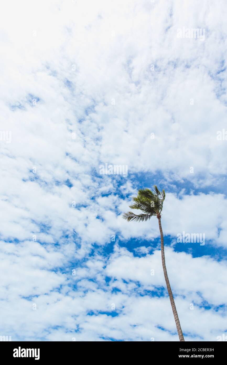 Palm tree in a strong wind with clouds on background Stock Photo - Alamy