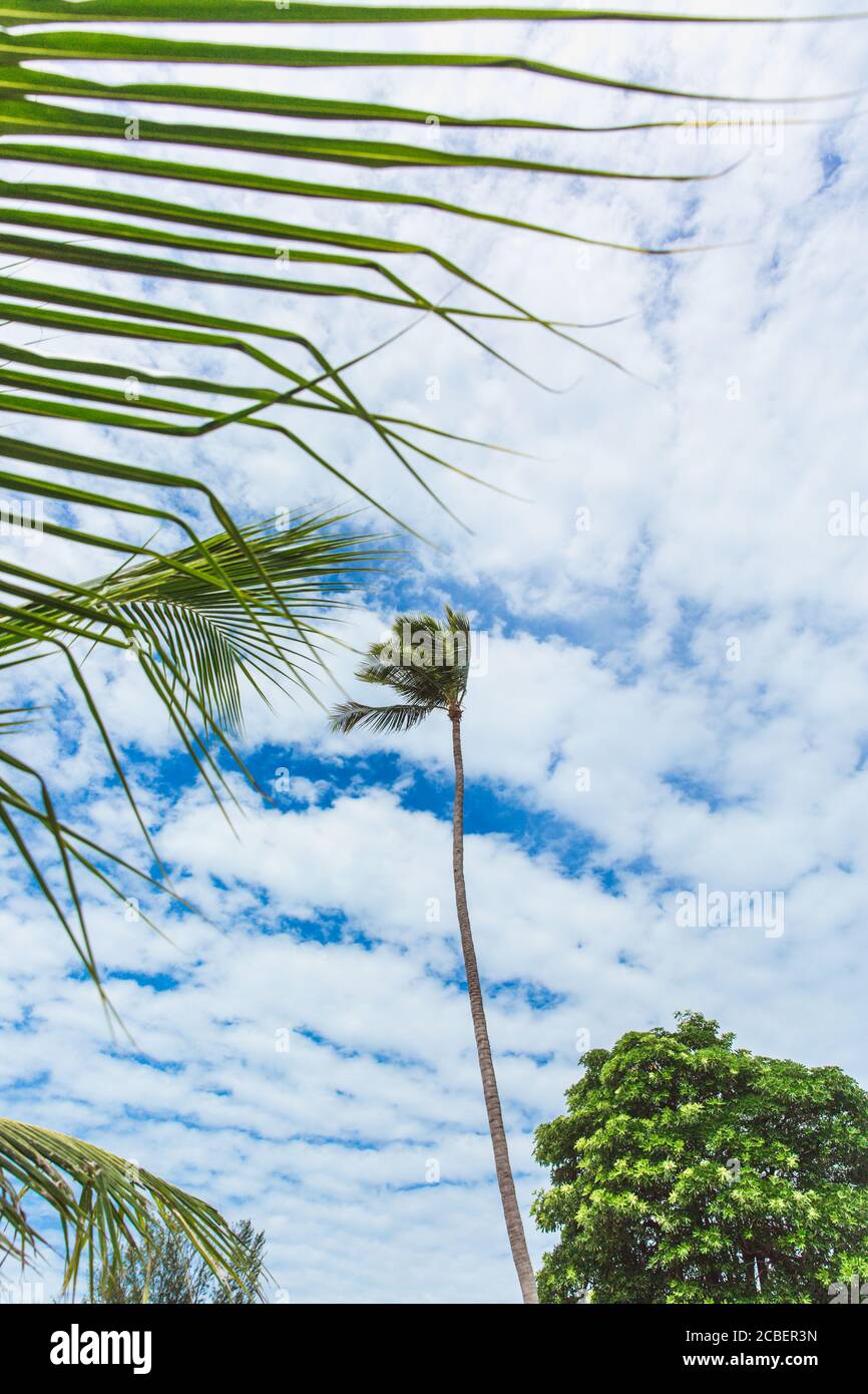Palm tree in a strong wind with clouds on background Stock Photo - Alamy