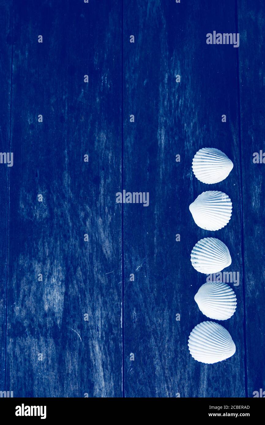 Sea shells on wooden background toned in blue color. Minimal concept ...