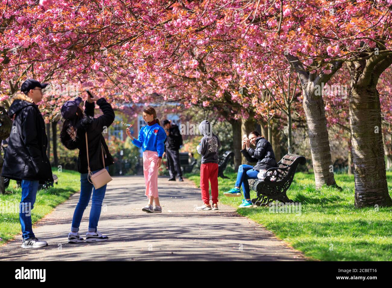 People admire and take snaps of the pink cherry blossom in bloom at ...