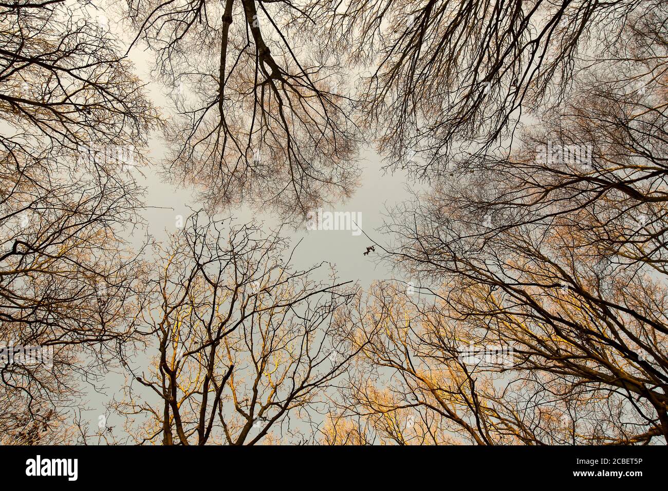 Looking directly up at a bare tree canopy Stock Photo - Alamy