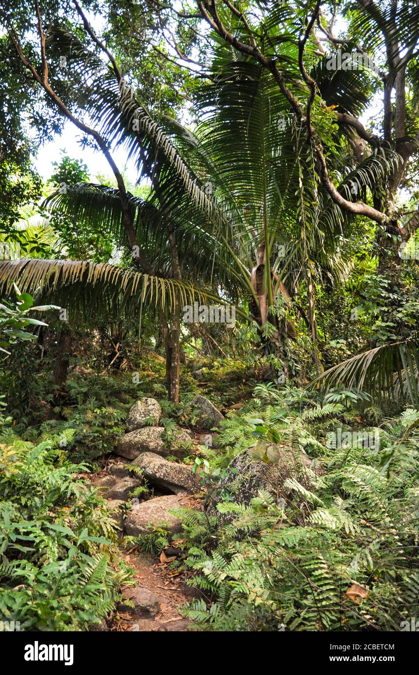 Footpath through the rainforest in a tropical island Stock Photo - Alamy