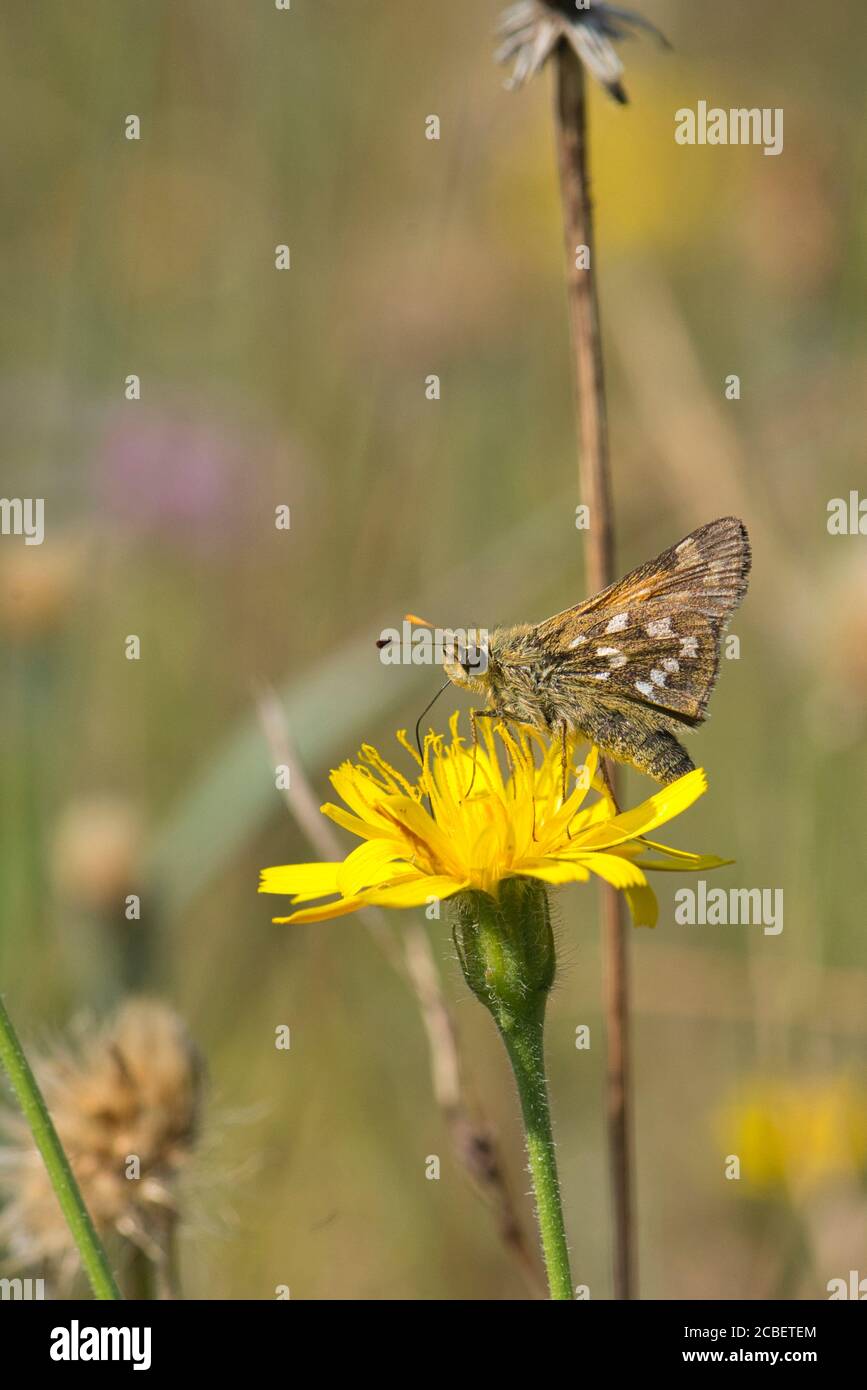 Hawkbit High Resolution Stock Photography and Images - Alamy