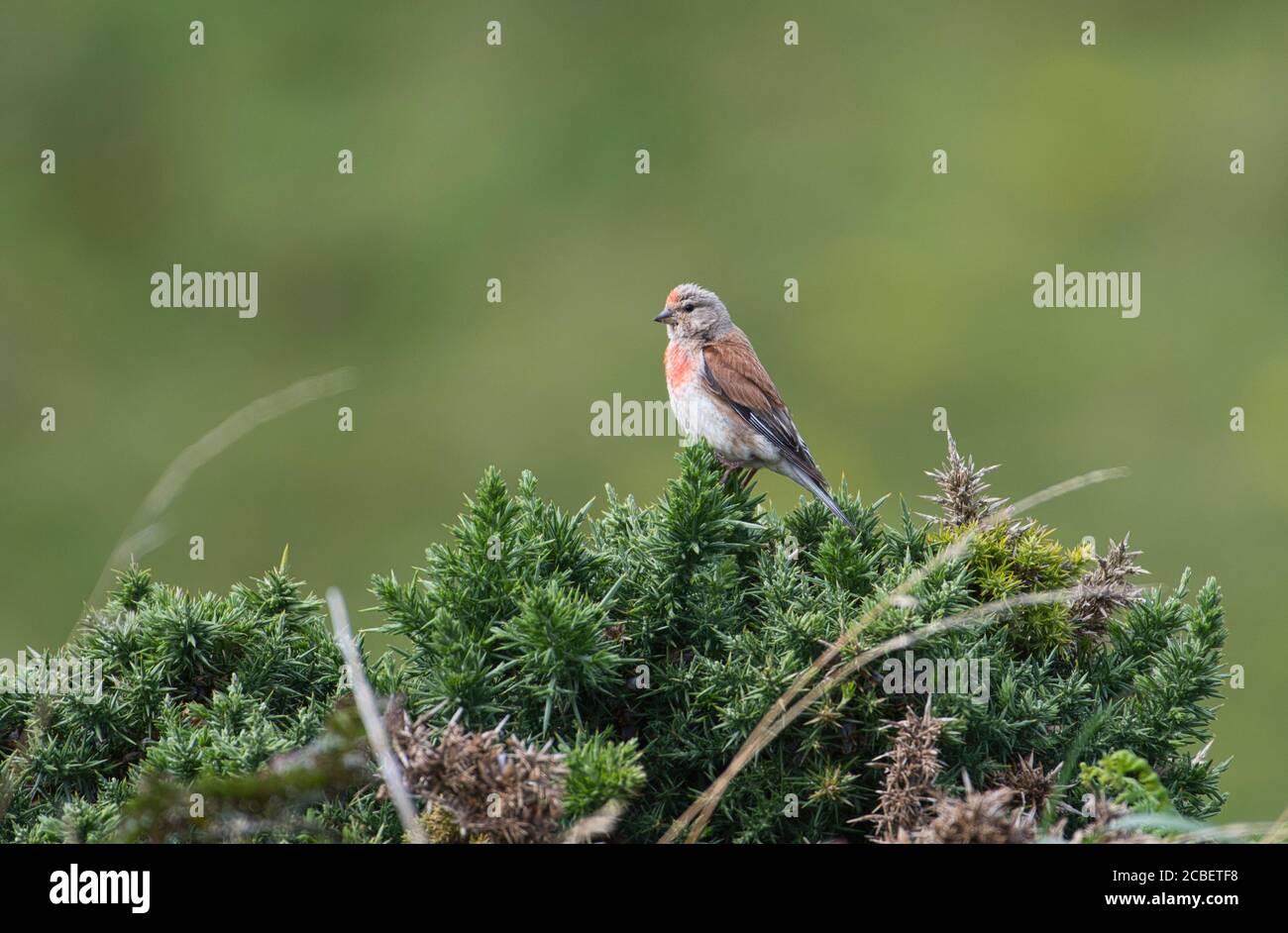 Linnet in breeding plumage hi-res stock photography and images - Alamy