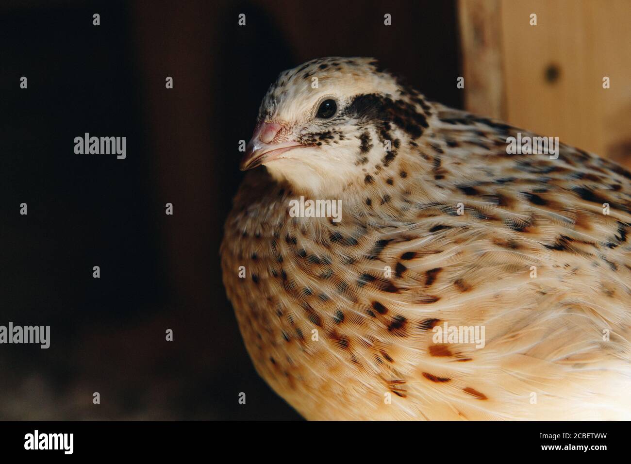 Qua bird hi-res stock photography and images - Alamy