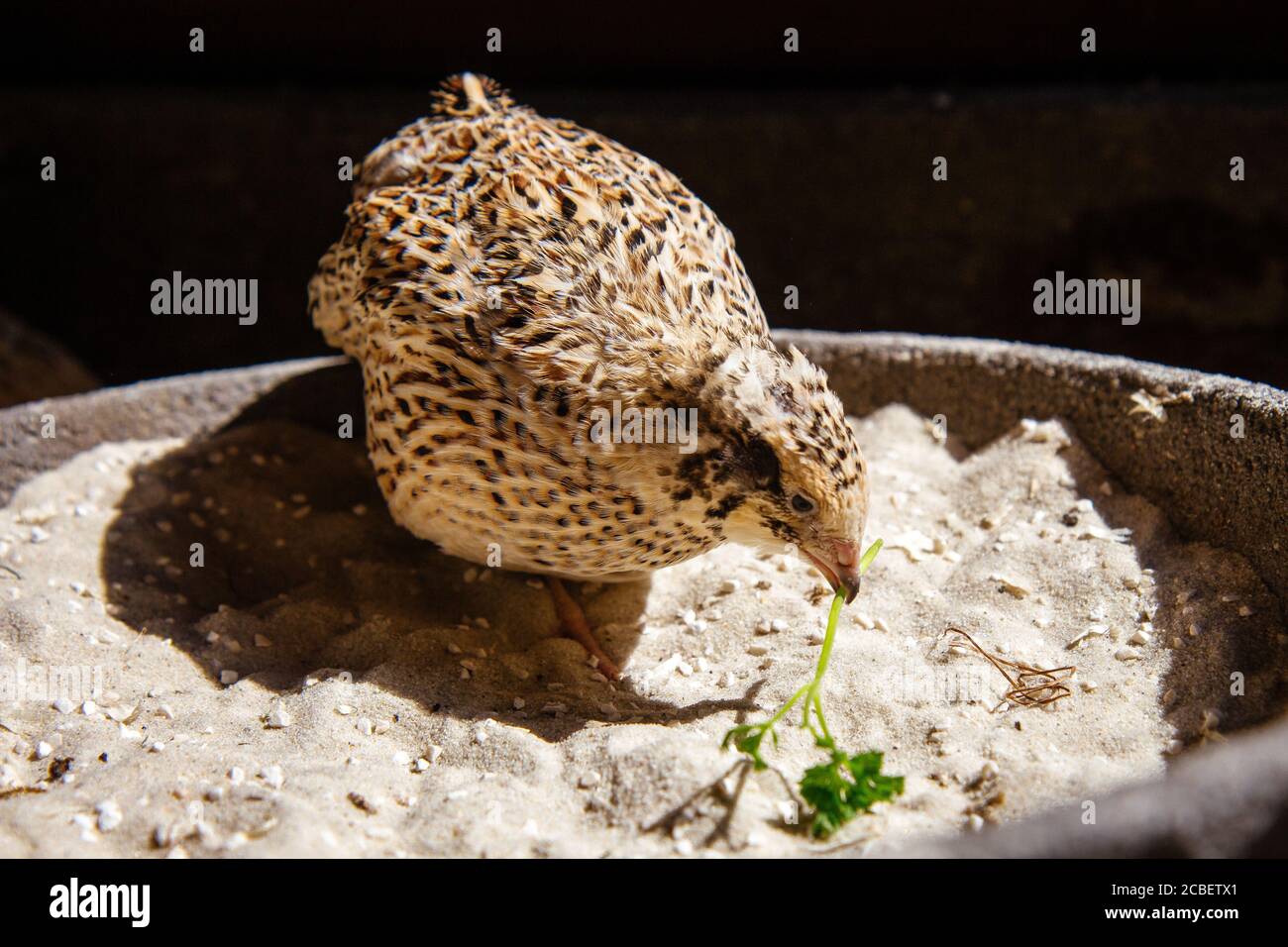 Qua bird hi-res stock photography and images - Alamy
