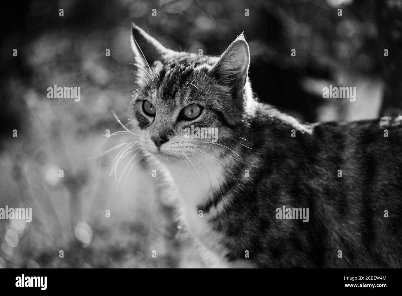Grayscale shot of a domestic short-haired cat Stock Photo - Alamy