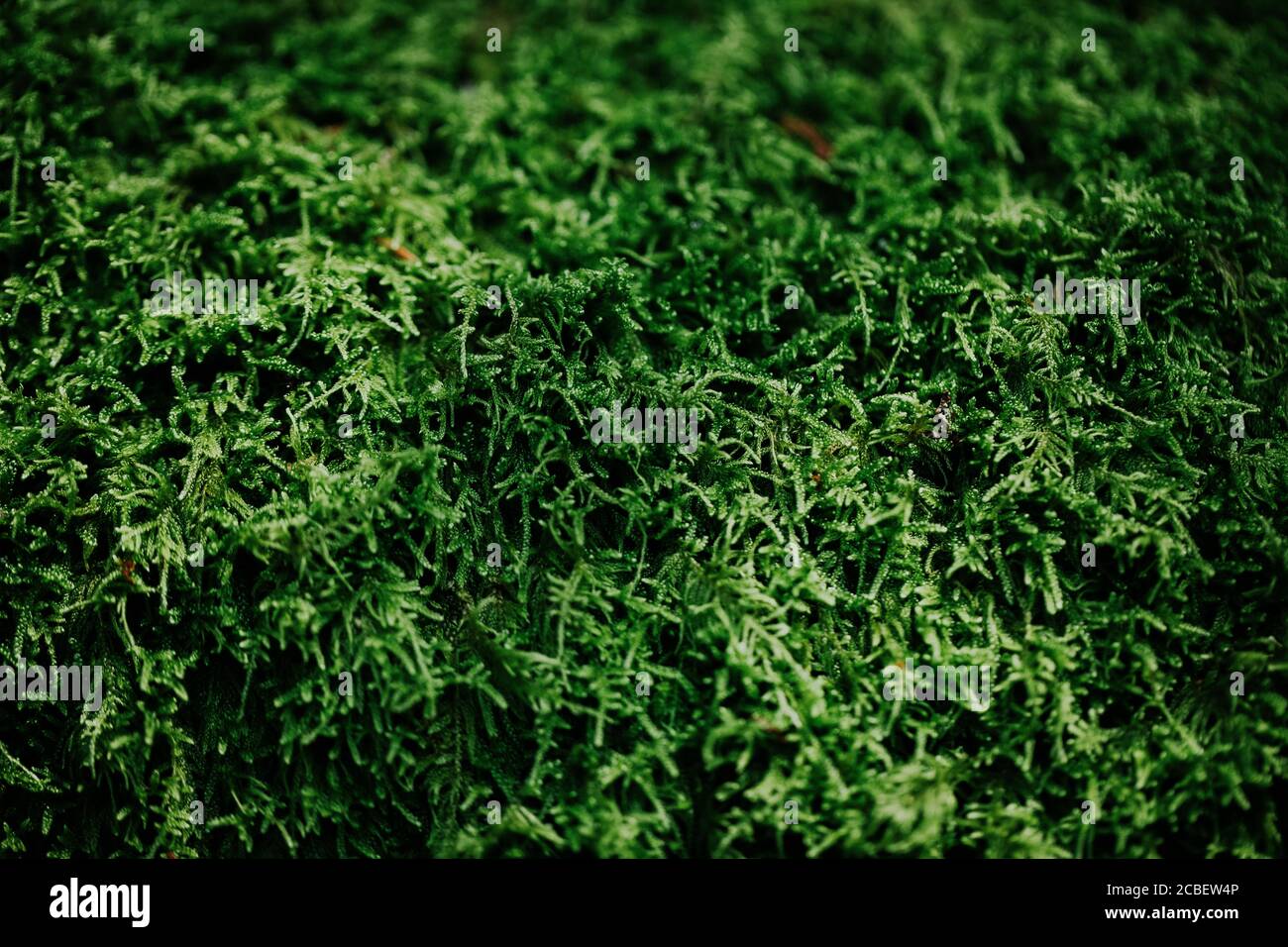 Shot grass field closeup hi-res stock photography and images - Alamy