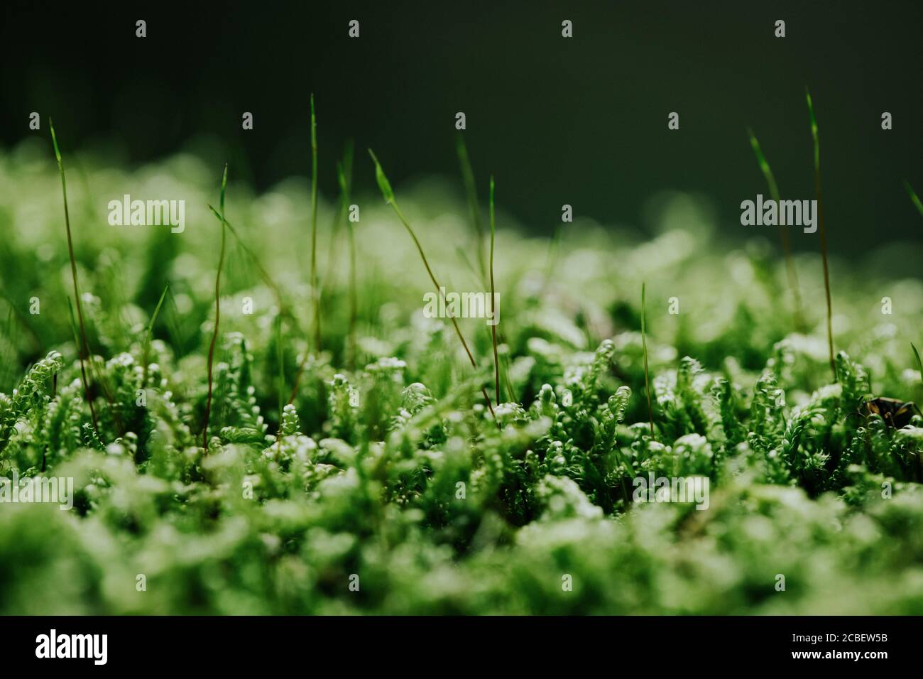 Closeup shot of mosses in a meadow Stock Photo - Alamy