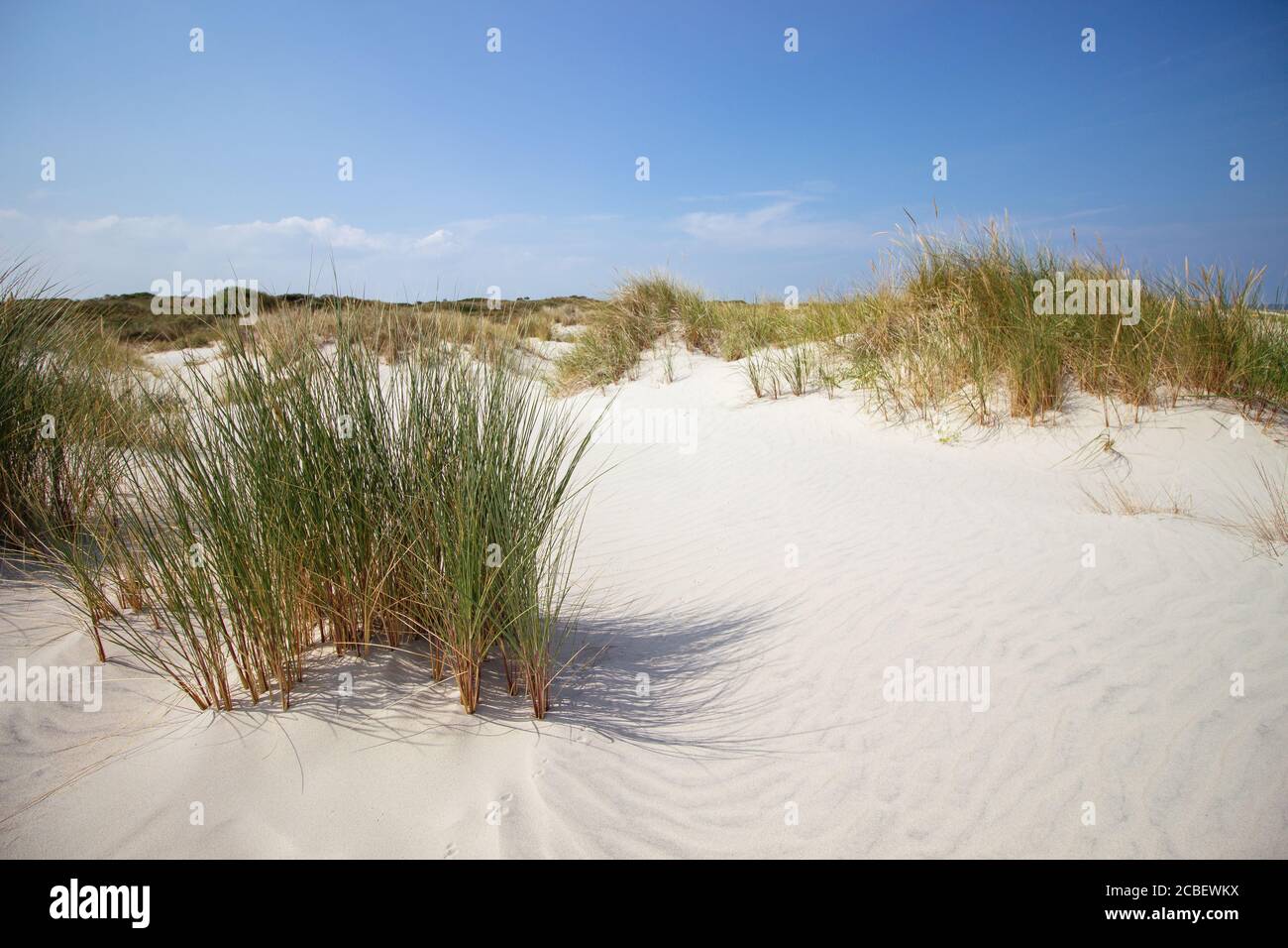 Plant of sandy grassland hi-res stock photography and images - Alamy