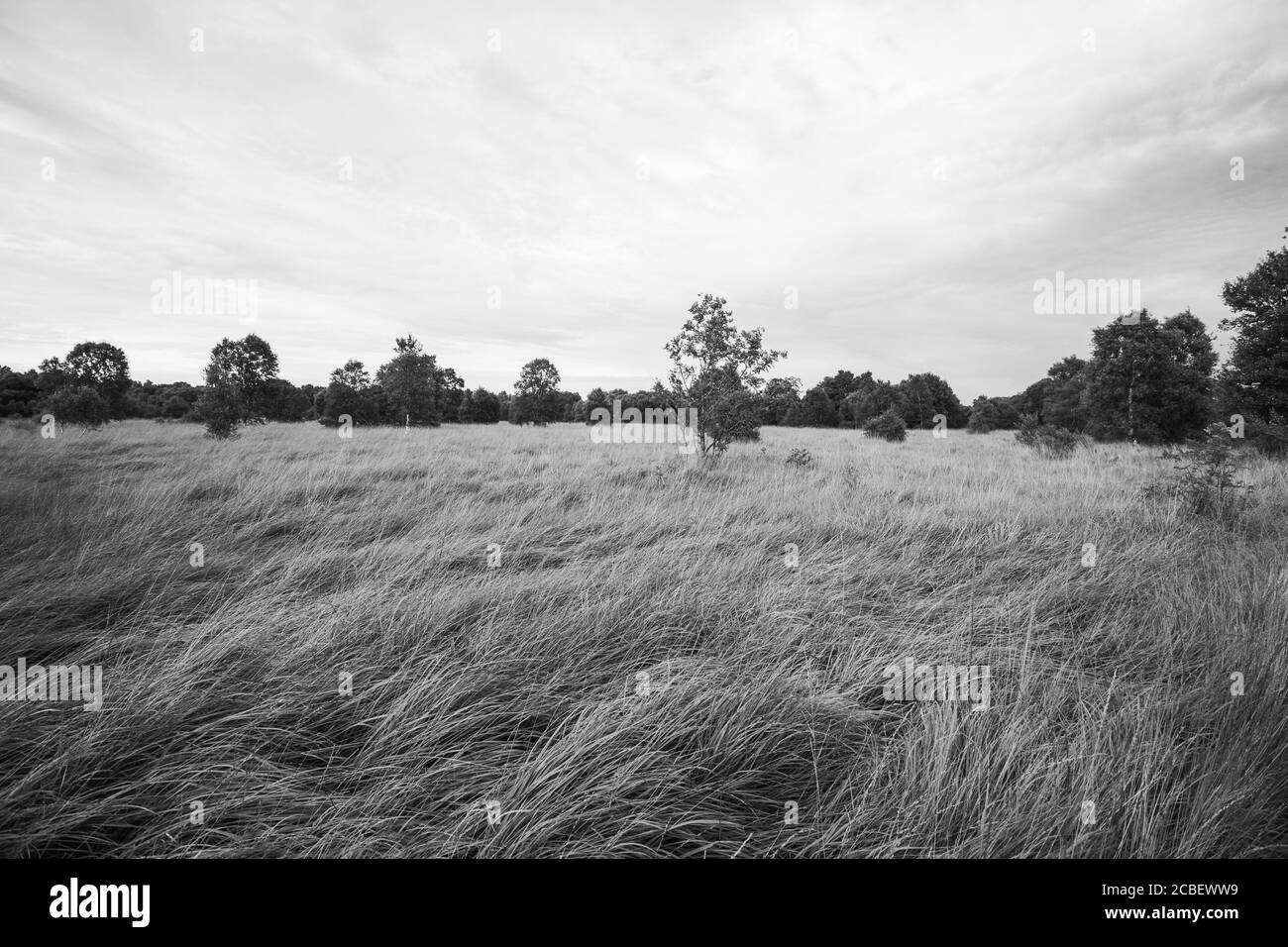 Grayscale shot of grassland and trees on a cloudy day Stock Photo - Alamy