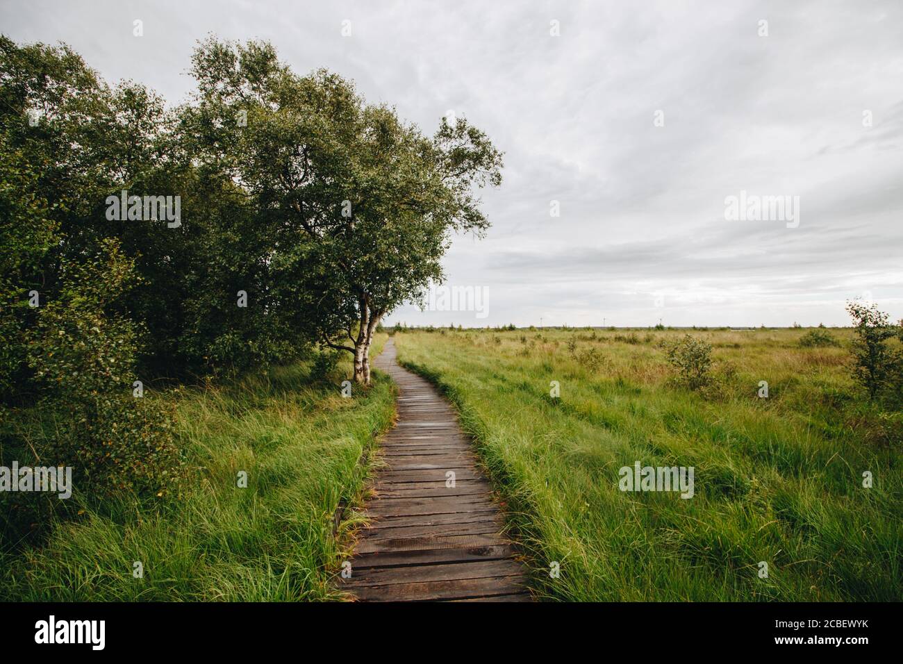 Low angle shot of a path in grassland and trees on a cloudy day Stock ...