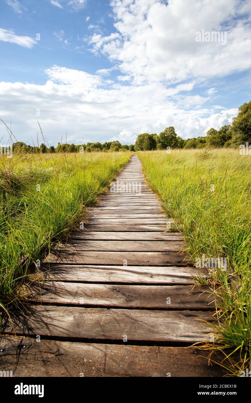 Vertical shot of a path in grassland and trees on a sunny and cloudy ...