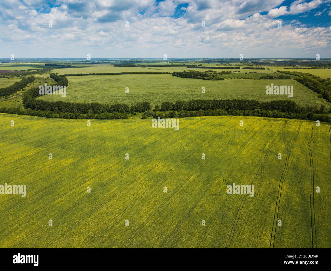 Aerial view of huge blooming yellow rapeseed fields in sunny summer day ...