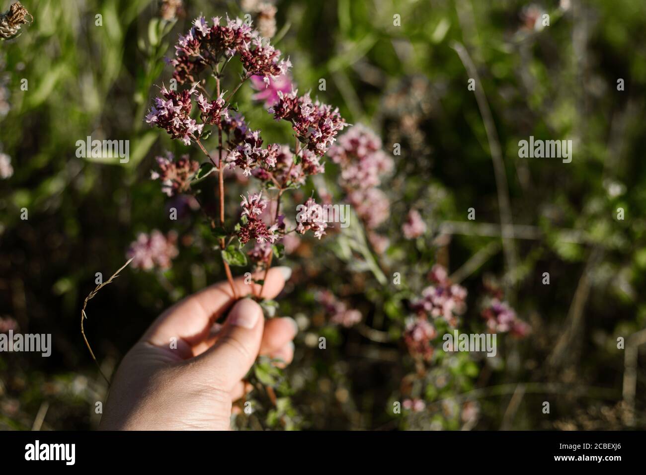 Flower meadow with oregano, also called real dost (Origanum vulgare) at ...