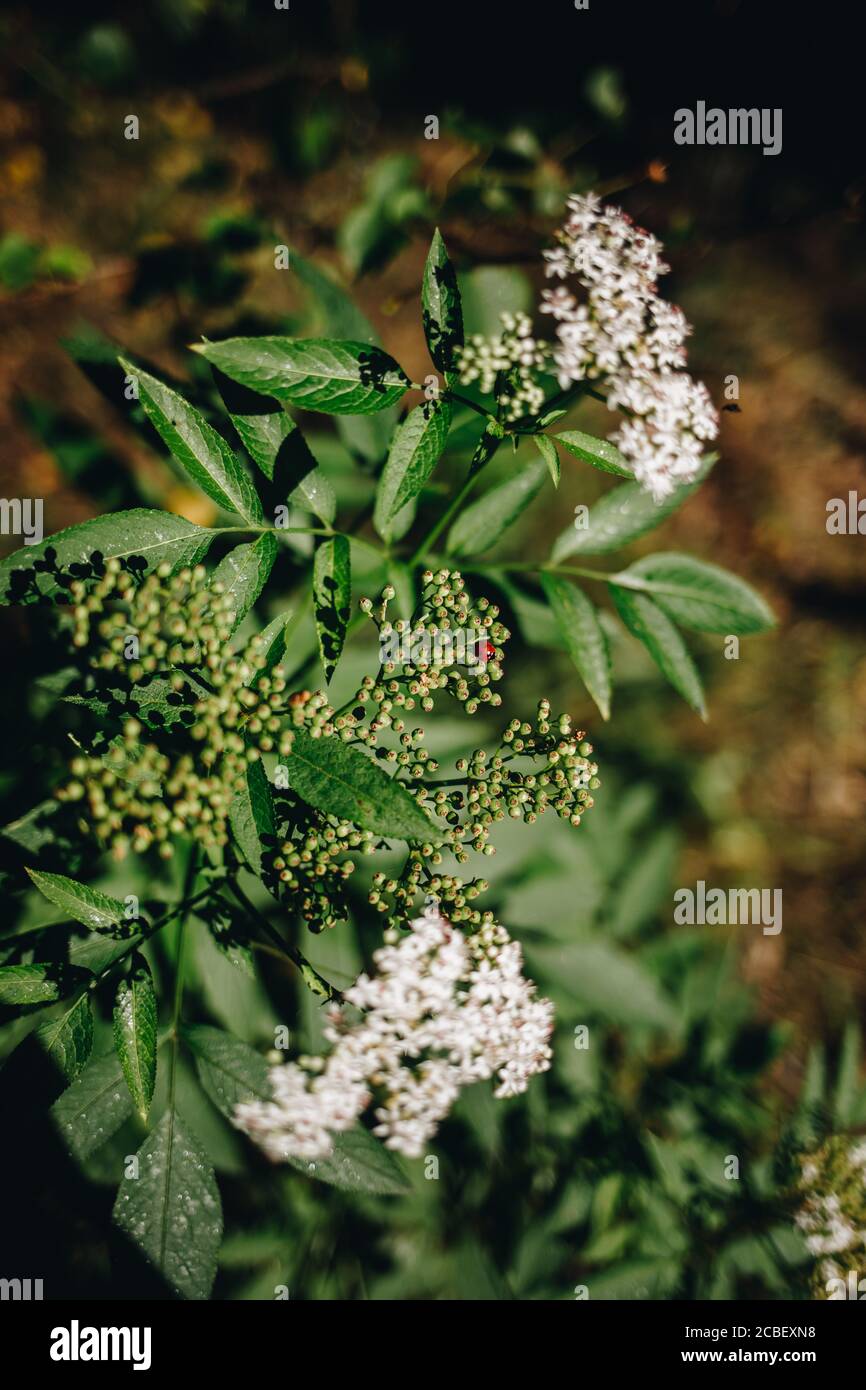 Dwarf elder tree hi-res stock photography and images - Alamy