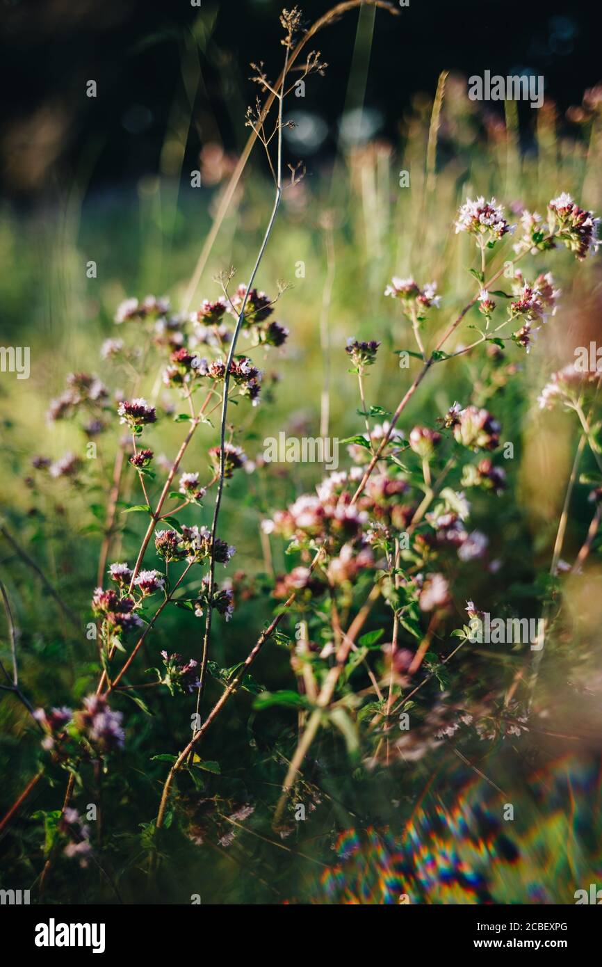Flower meadow with oregano, also called real dost (Origanum vulgare ...