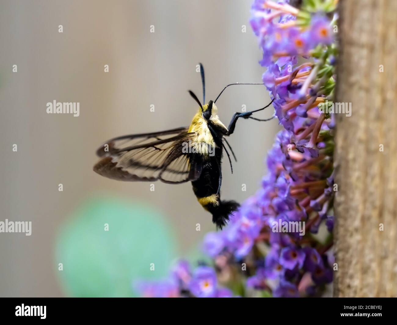 Membrane winged insect hi-res stock photography and images - Alamy