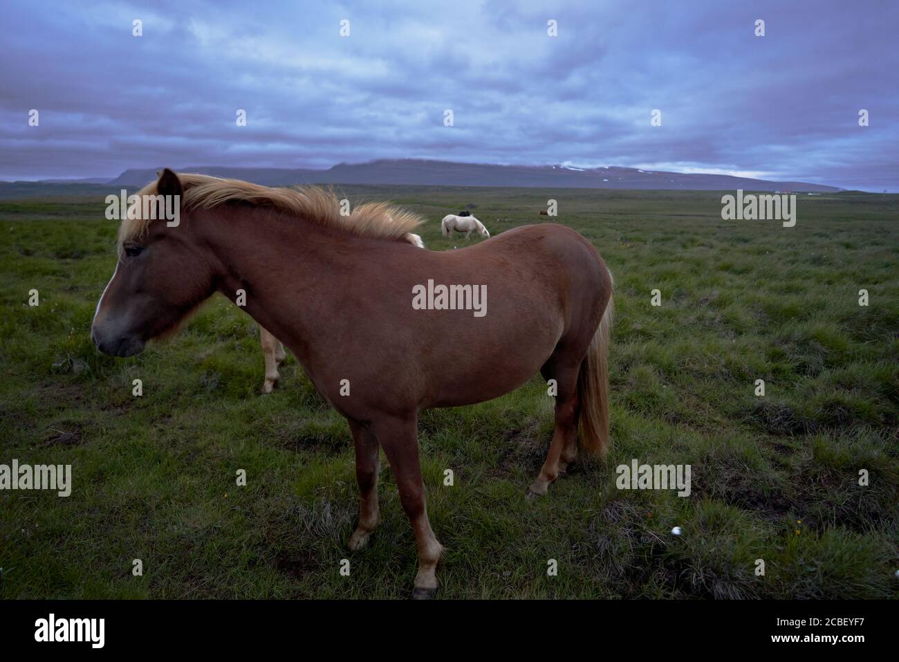 Closeup of adorable ponies in a large beautiful field under the blue ...