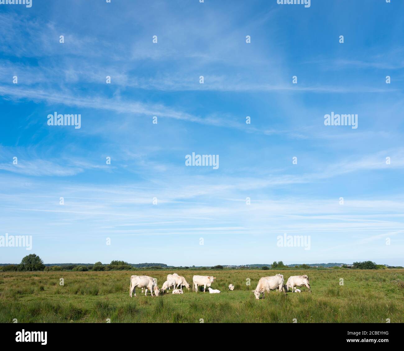 white cows in delta of river somme in french normandy Stock Photo - Alamy