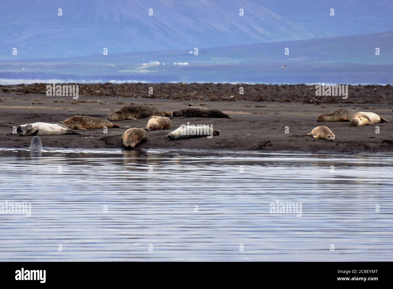 Seals beach chilling hi-res stock photography and images - Alamy