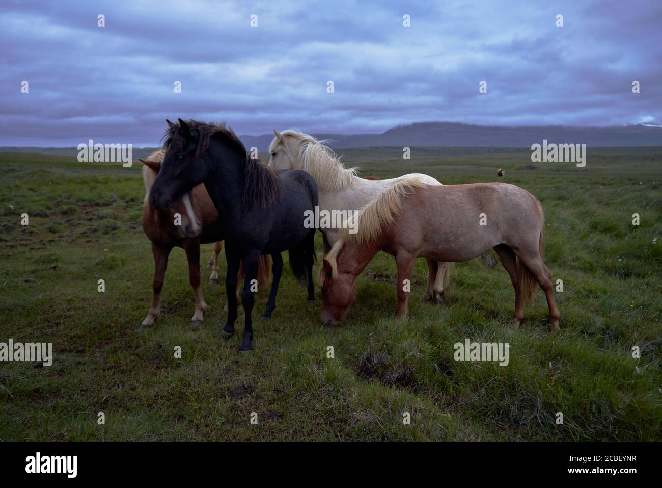 Closeup of adorable ponies in a large beautiful field under the blue ...