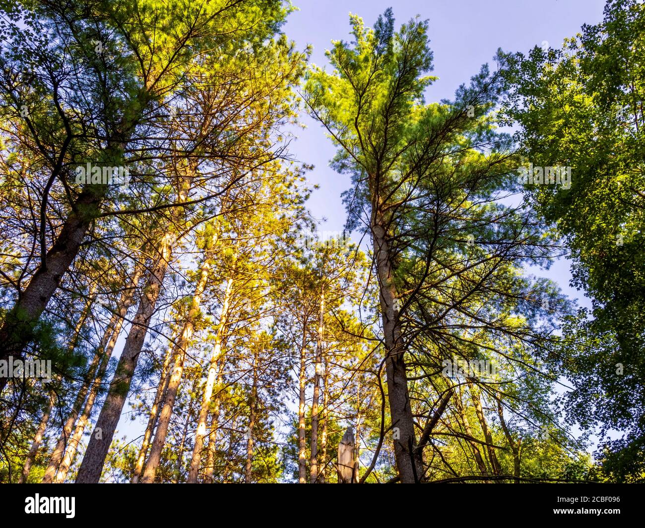 Looking up through the really tall trees deep in the forest at Cooks ...
