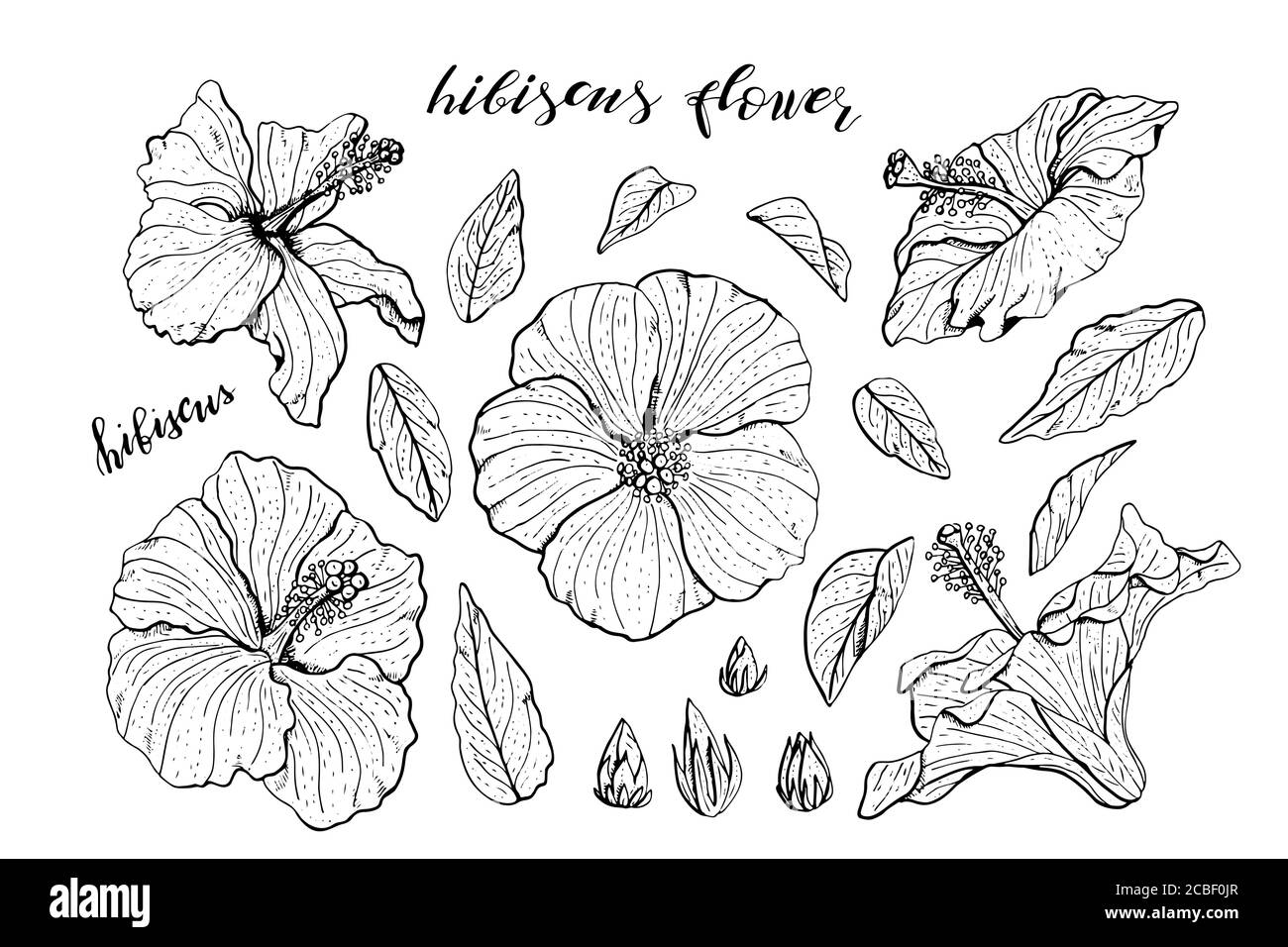 Set of monochrome hand drawn hibiscus flowers clipart. Floral design ...