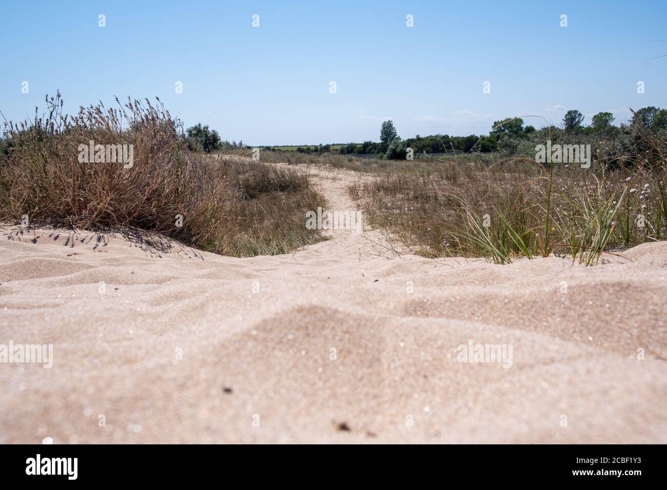 Low angle shot of sand dunes on a beach during summer Stock Photo - Alamy