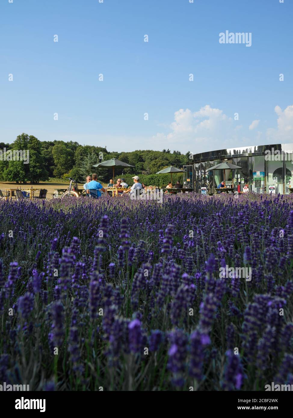 The summer Lavender parkland landscape and customers enjoying The ...