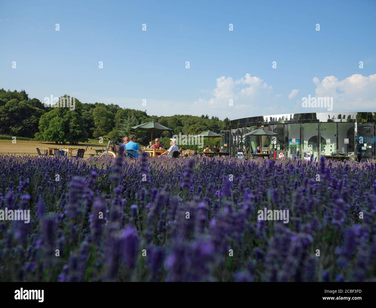 The summer Lavender parkland landscape and customers enjoying The ...