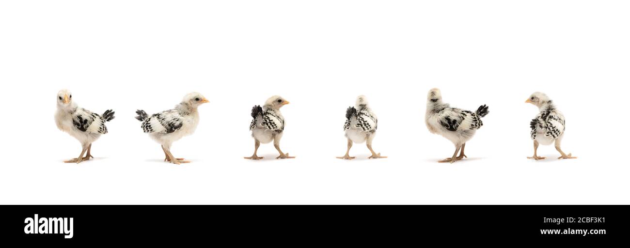 The isolated little baby HAMBURG Chick team in the row, standing on ...