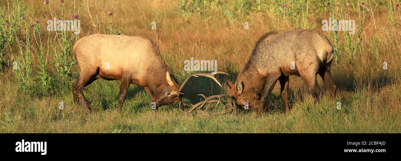 Elk fighting hi-res stock photography and images - Alamy
