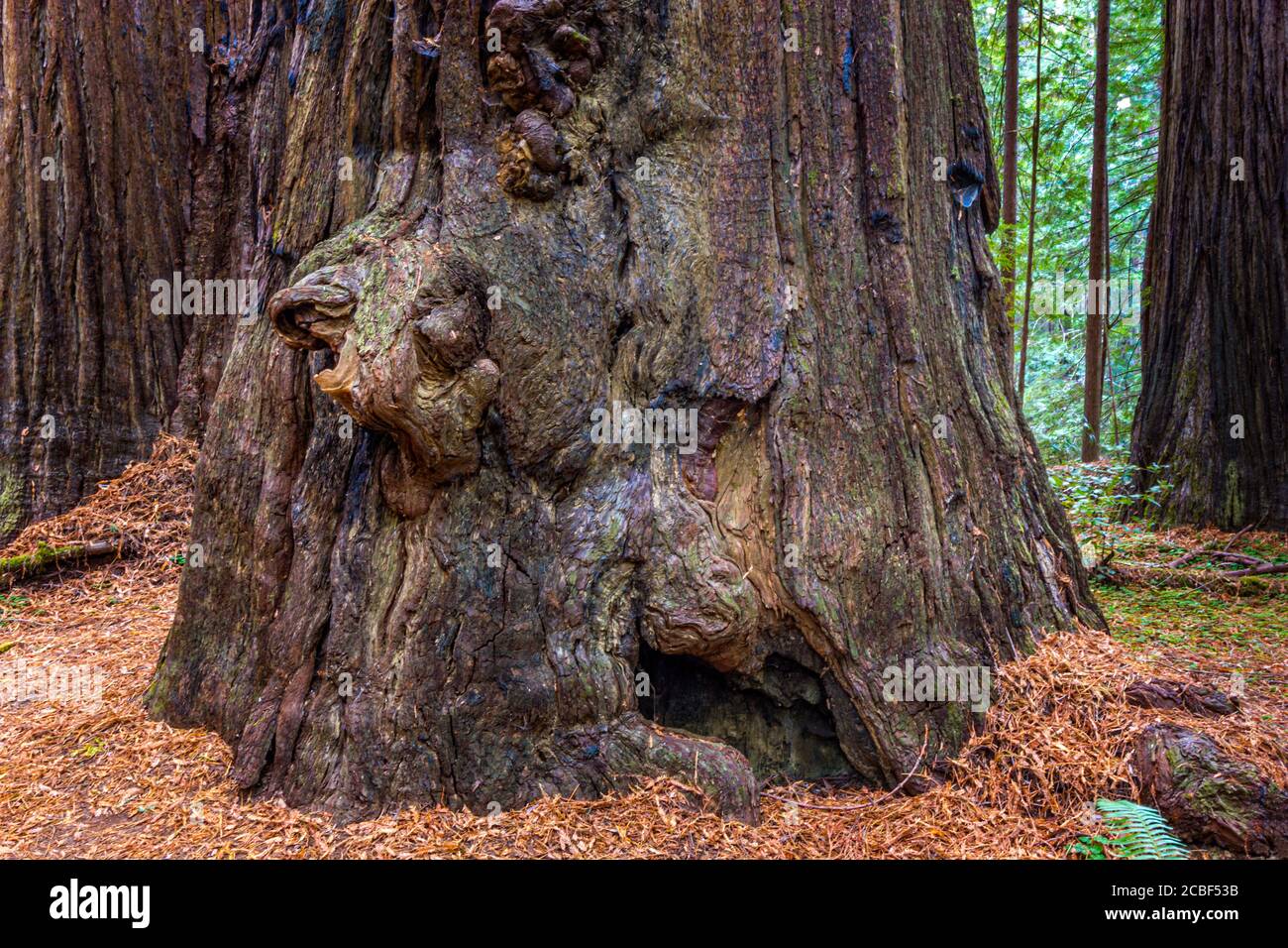 Bottom of an old, giant Redwood tree in the Redwood National and State ...
