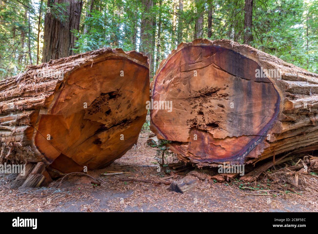 Huge old Redwoodn tree, cut in two pieces laying on the ground in the ...