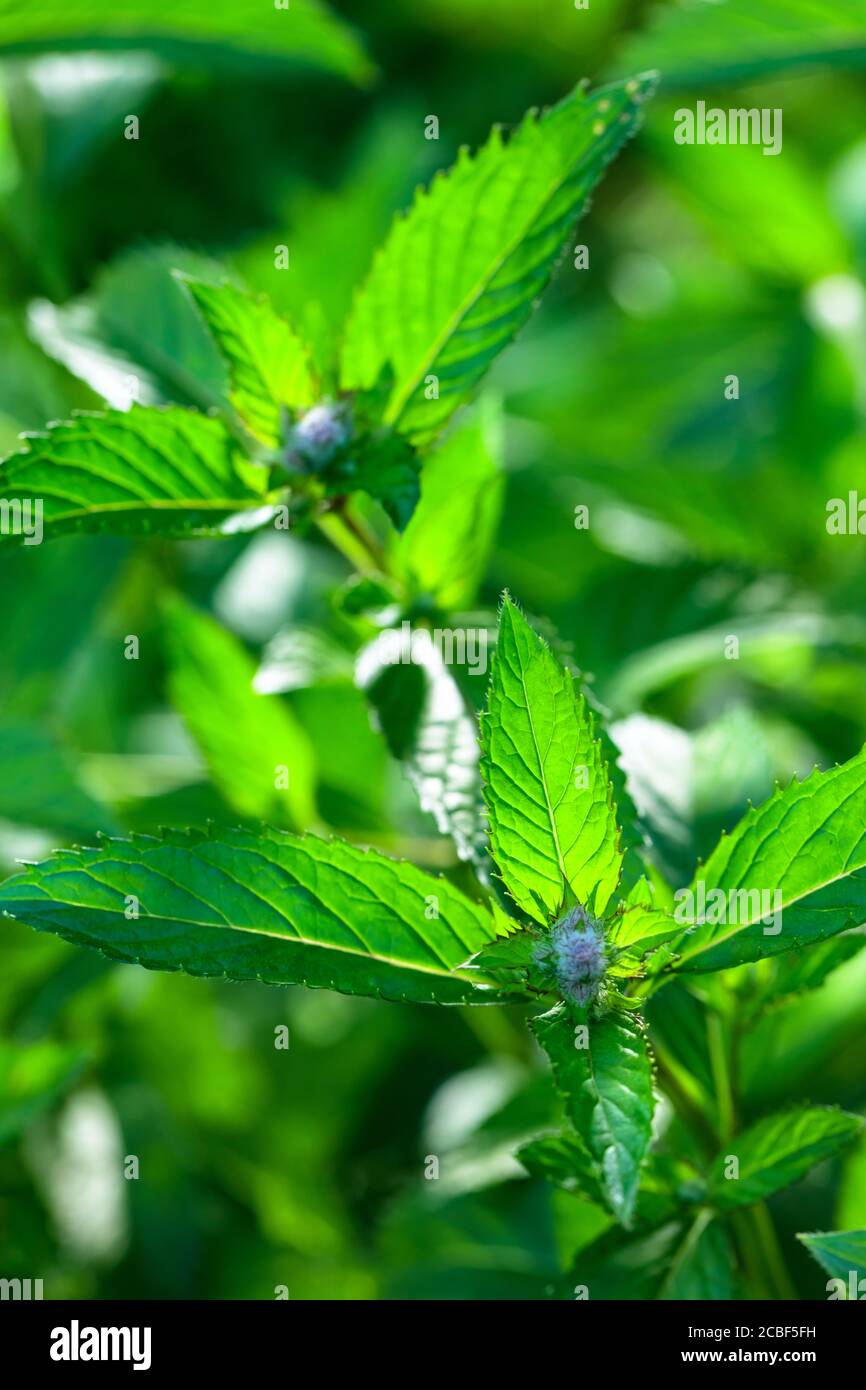 Mint blooming plant closeup hi-res stock photography and images - Alamy