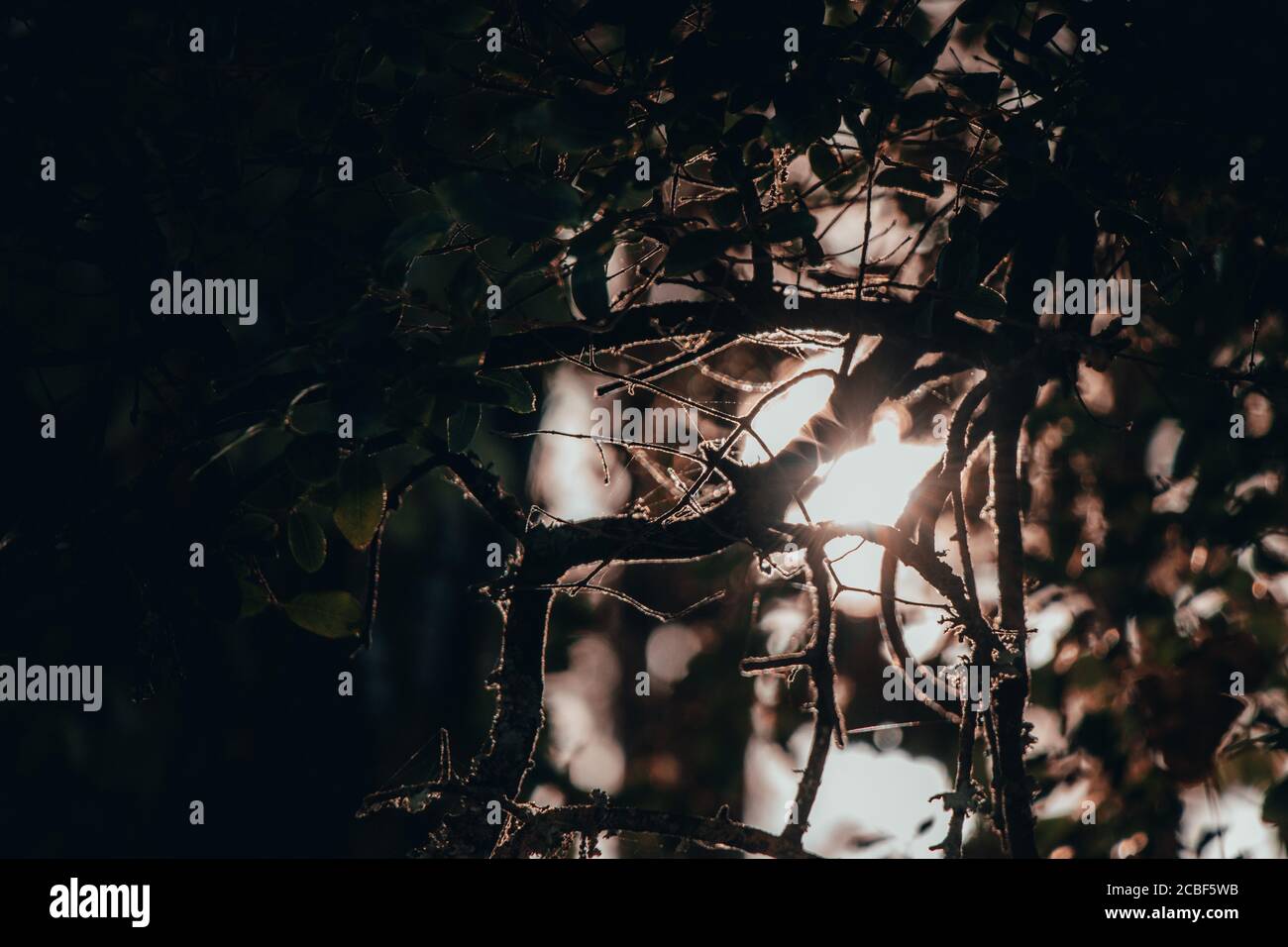 The sun hitting tree branches Stock Photo - Alamy