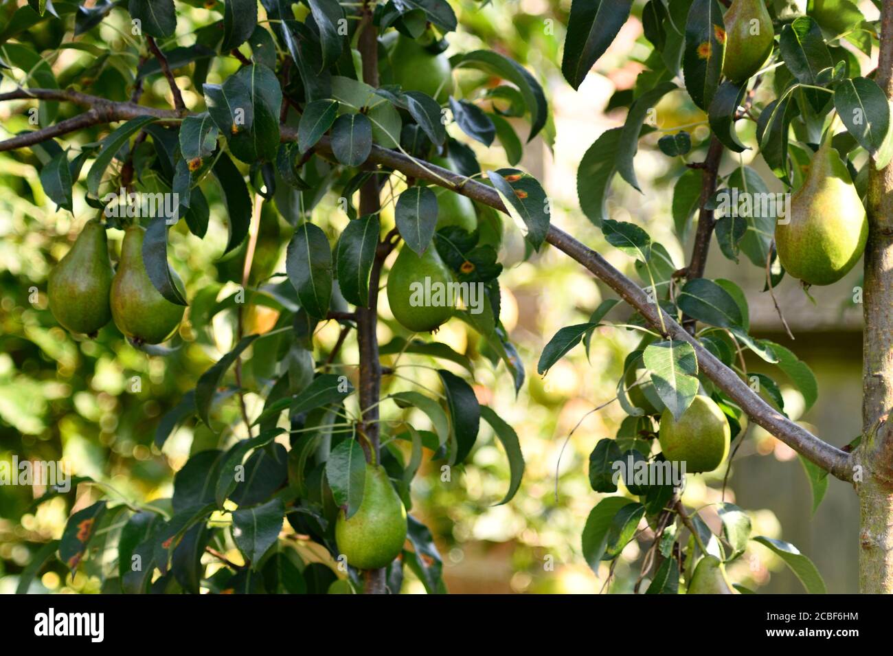 Pear Tree in back Garden Stock Photo - Alamy