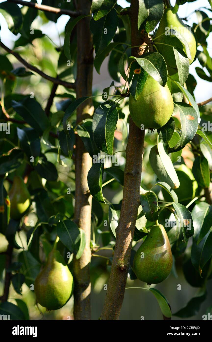 Pear Tree in back Garden Stock Photo - Alamy