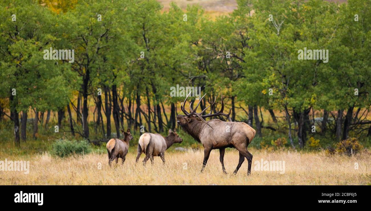 Bull elk in Rocky Mountain National Park Stock Photo - Alamy