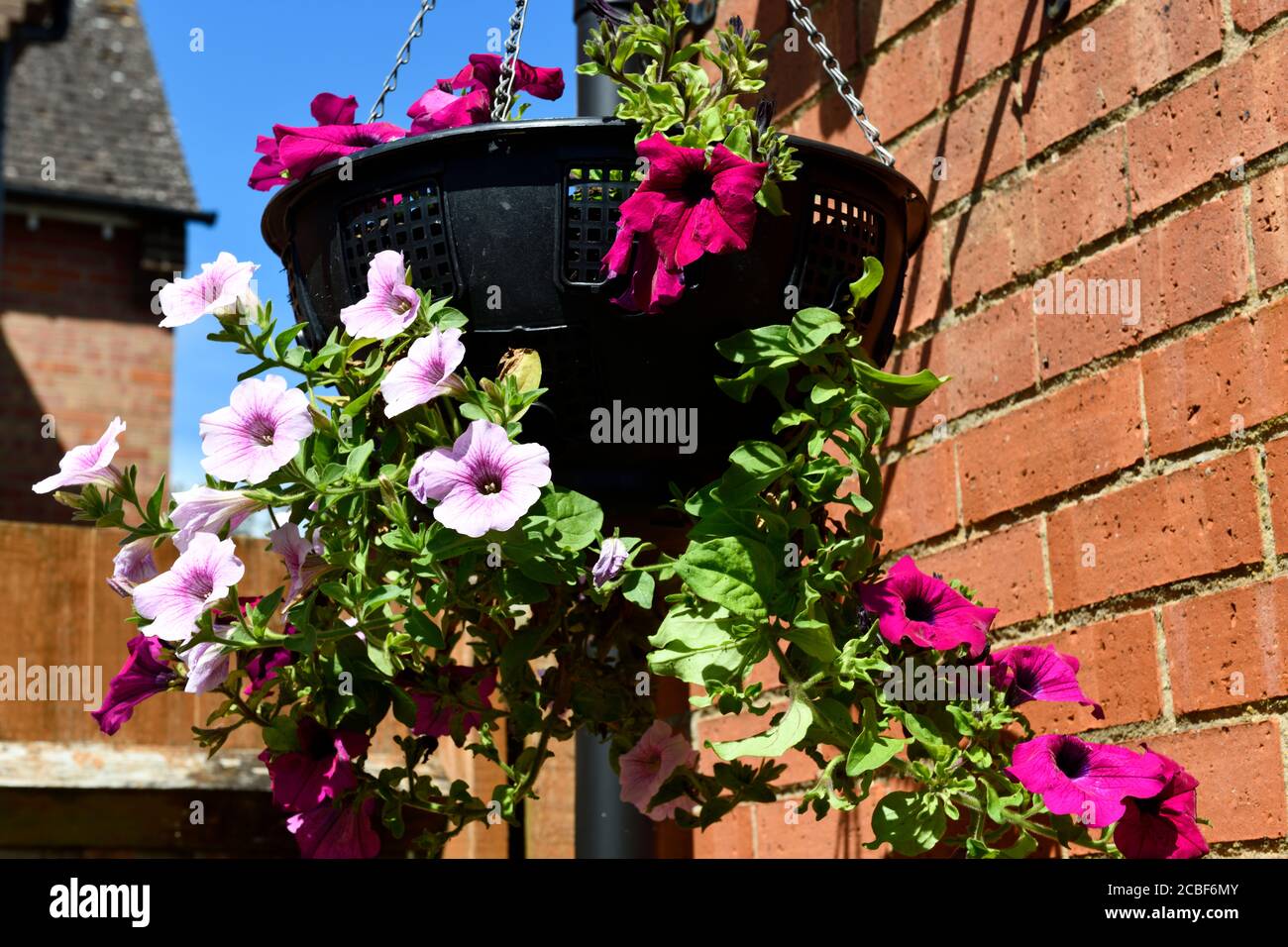 Petunias in Hanging Basket Stock Photo - Alamy