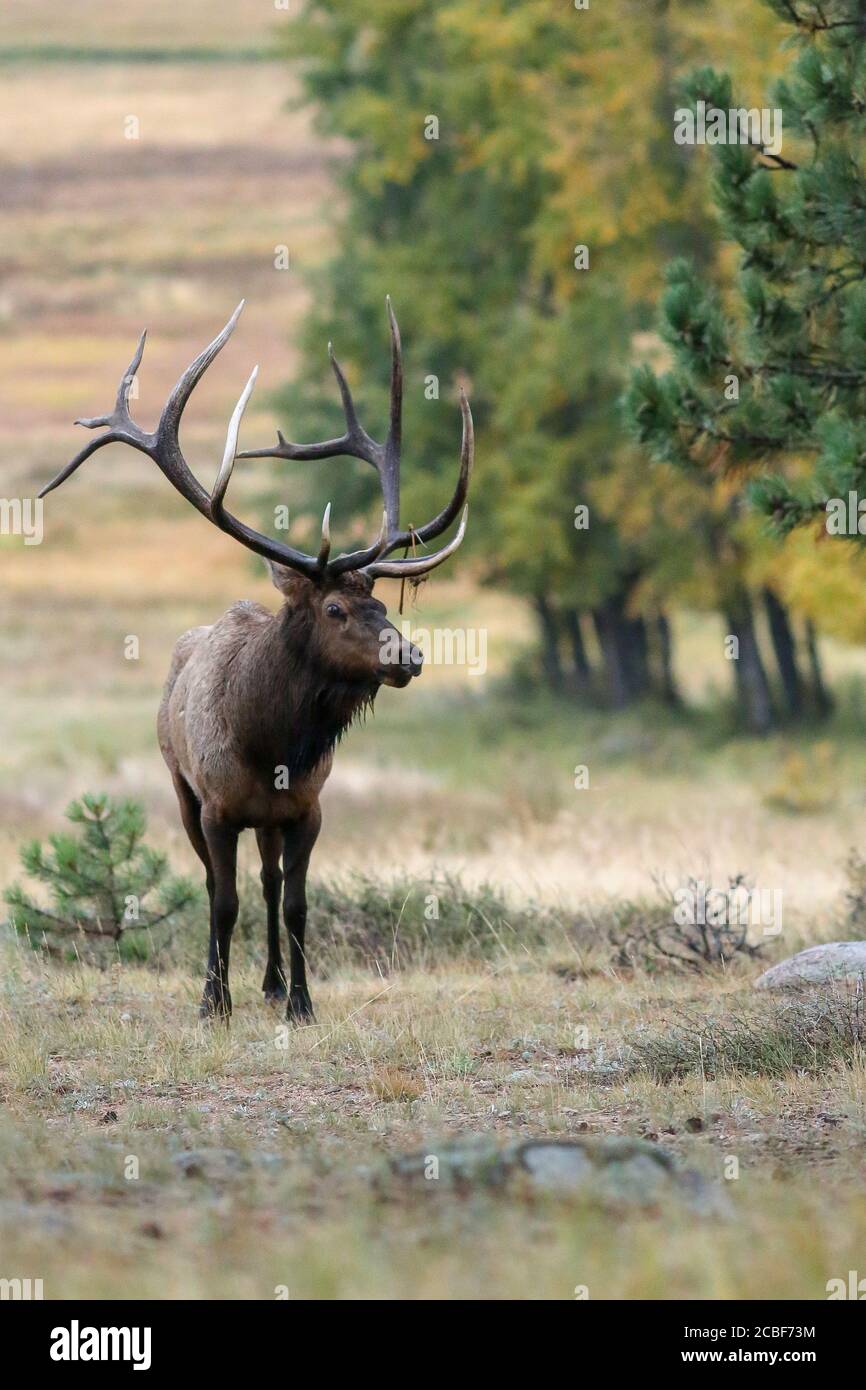 Bull elk in Rocky Mountain National Park Stock Photo - Alamy