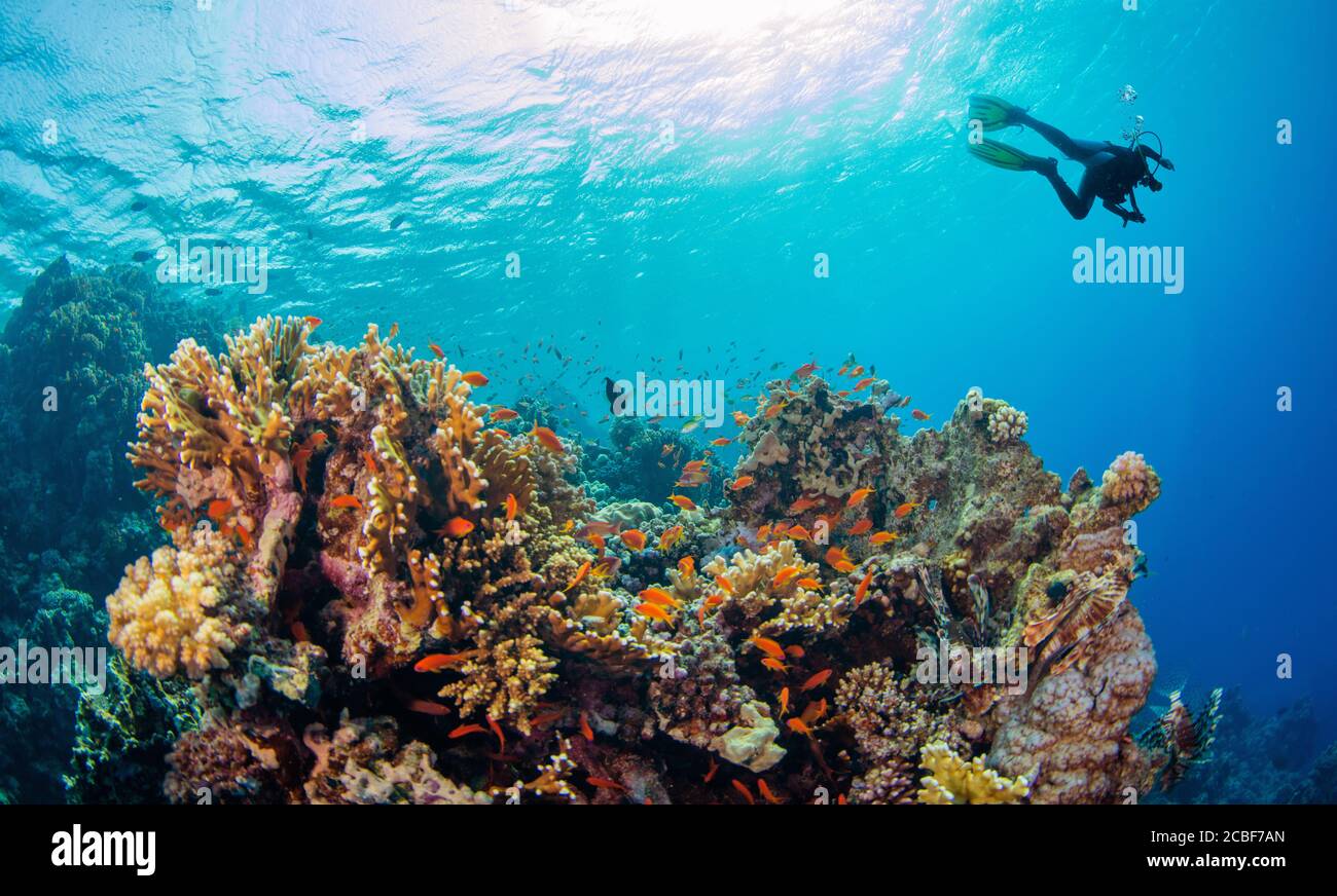 Young man scuba diver exploring coral reef. Underwater fauna and flora ...