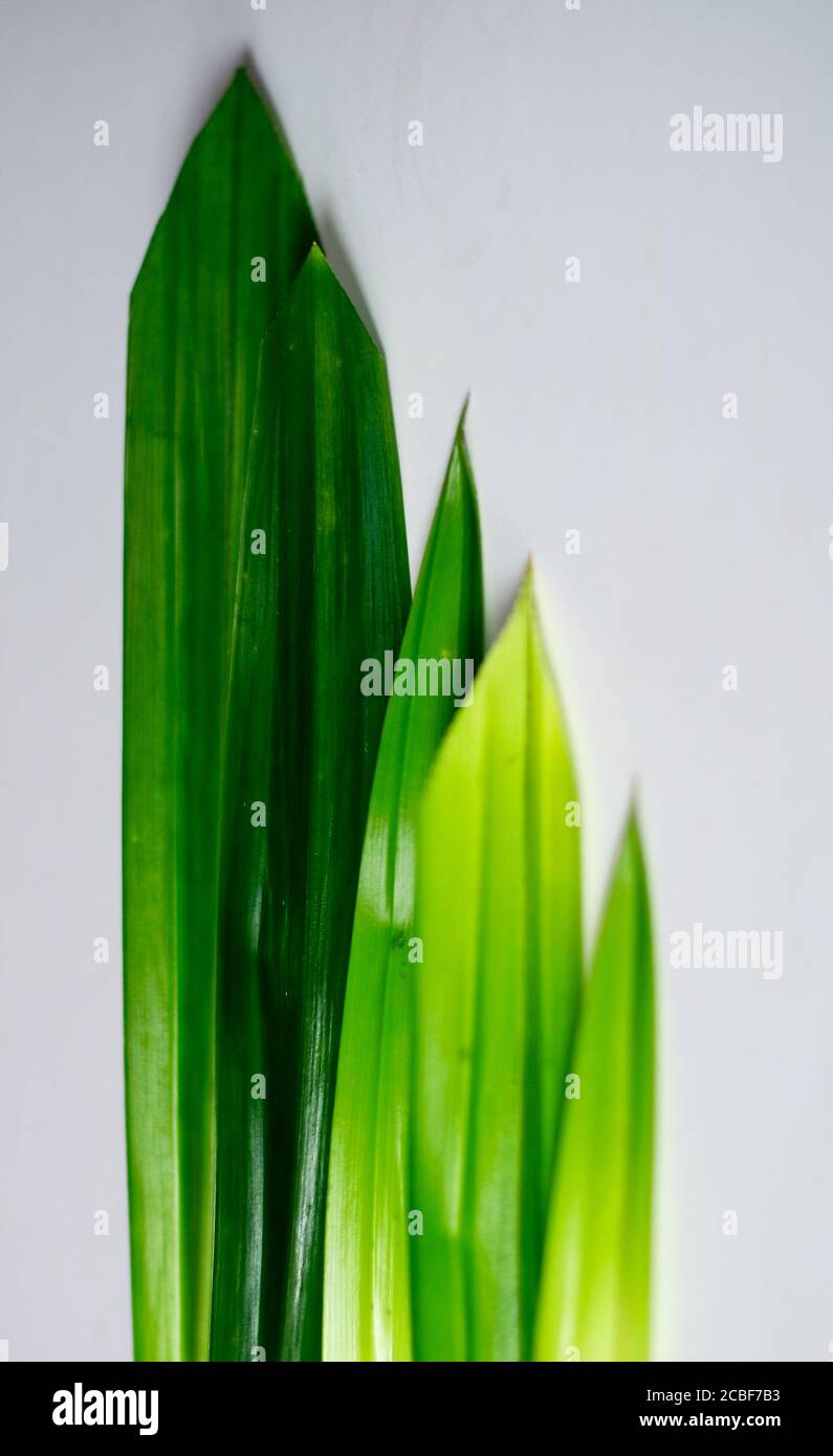 Fragrant pandan or Pandanus amaryllifolius on white background Stock ...