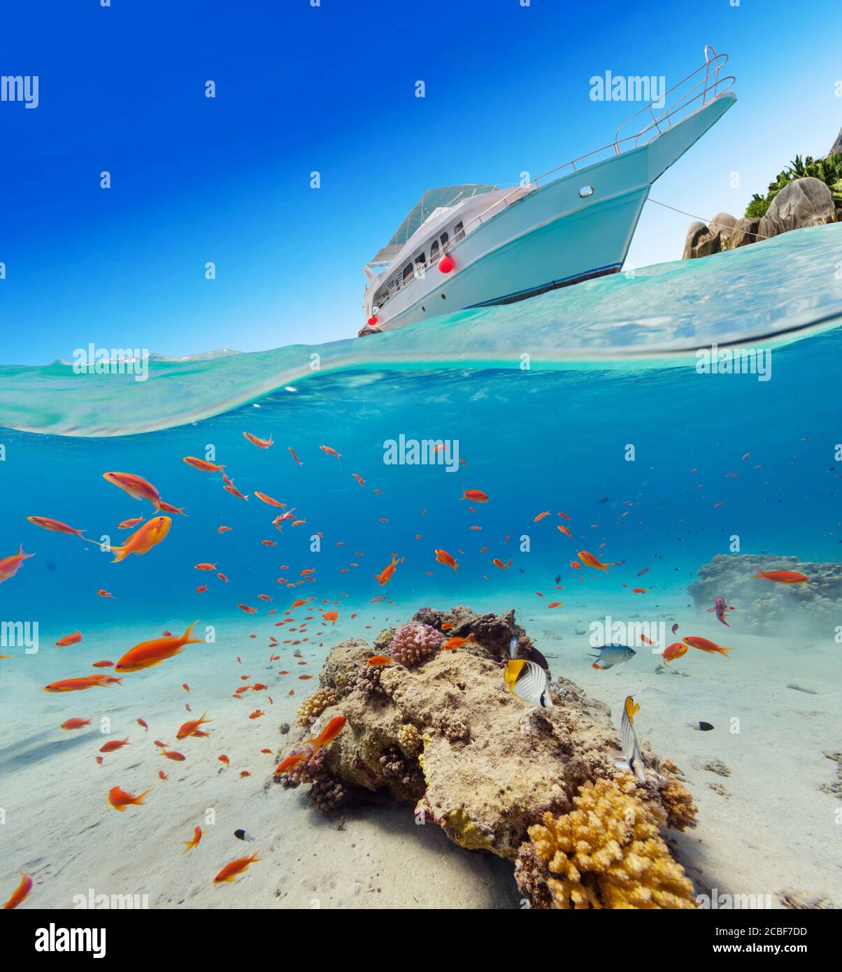 Exotic Life Underwater